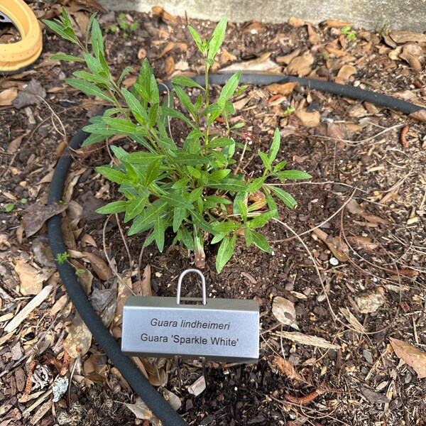 Custom Engraved Acrylic Tree Plaque | Personalized Garden Sign ...