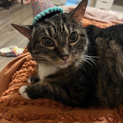 Cat Birthday Hat Pet Party Hat Puppy Birthday First Birthday Puppy First Birthday Birthday Party ...