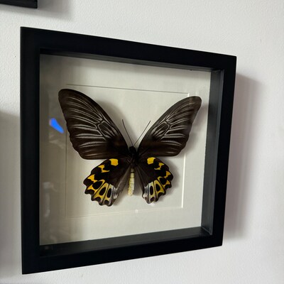 Framed Lanternfly Cicada, Gold Foil Ornament Frame Print, Pyrops Gunjii ...