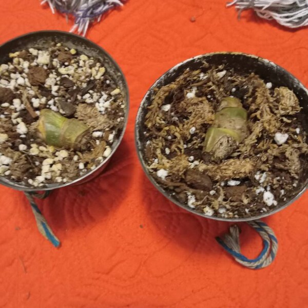 Tipper Reversible Question Mark Psychedelic Bucket Hat, Tipper Merch ...