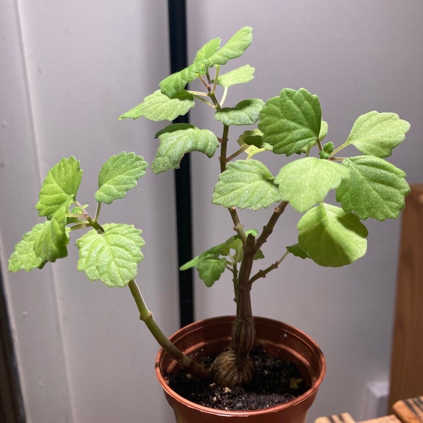 Bonsai Mint plectranthus Ernstii Caudex - Etsy