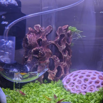 Shrimp Cave for Shrimp Hiding, Shelter and Breeding, Fast Delivery Cave ...