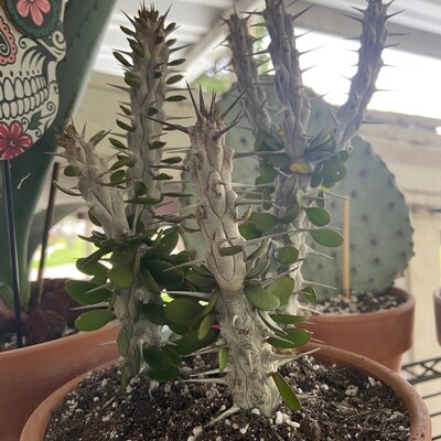 False Ocotillo 2 Plants, Fully Rooted, Procera, Drought Resistant ...