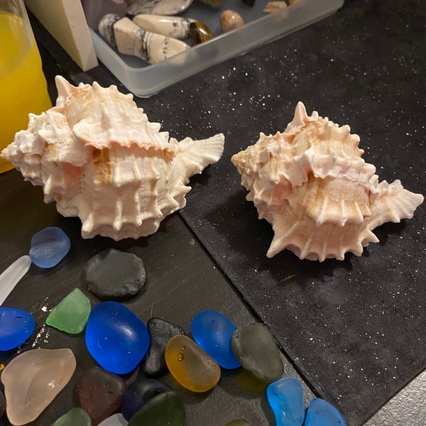 Pink Murex Seashell-beach Wedding Decor-crafting Shells-wedding Shells ...