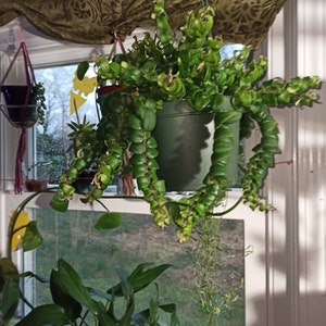 Syngonium 'merry Maria' Houseplant Arrowhead House | Etsy