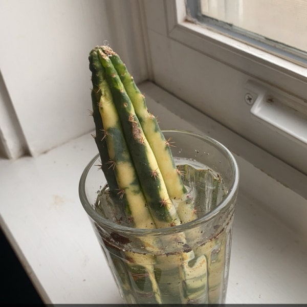 Tylecodon Paniculatus Bonsai Tree Cactus Plant Succulent-easy to Grow ...