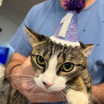 Pet Party Hat Mini Dog Birthday Party Hat Mini Dog Party Hat Cat ...