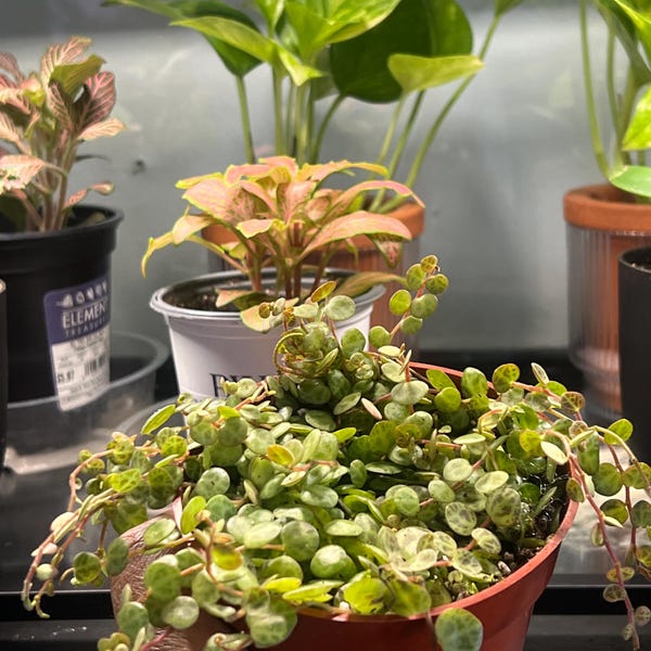 String of Turtles, Trailing Succulent, Hanging Plant, Home Decor Plant ...
