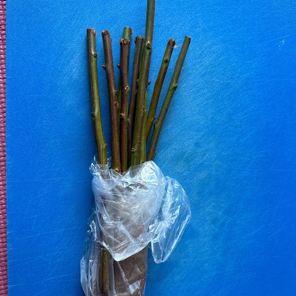 10 MARS GRAPE Cutting / Fruit Tree Scion / Scionwood / Wood / Rooting ...