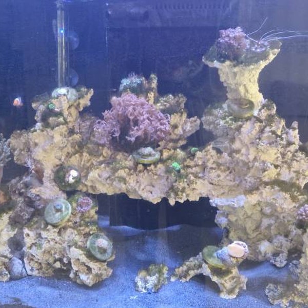 Plateau Column Reef Ceramic 30 Cm Seawater Aquarium Decoration - Etsy