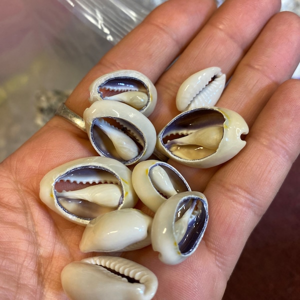 Bulk Cut Sea Shell Loose Cowrie One Pound - Etsy