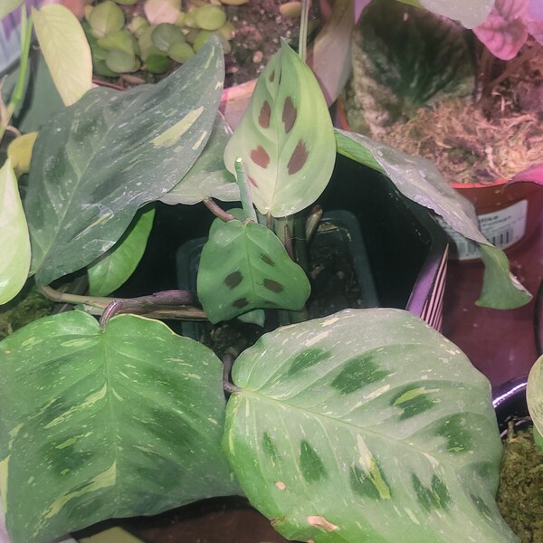 Maranta Variegated in a 4" Pot, Prayer Plant Maranta Leuconeura ...