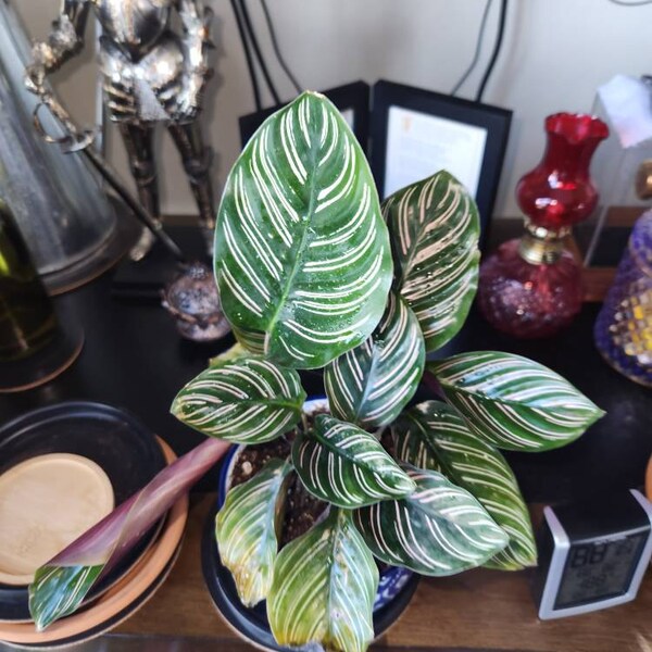 Mican Philodendron Velvet Leaf Philo Indoor & Outdoor Live Tropical ...