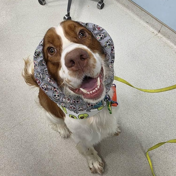 Waterproof Dog Snood | Cocker Spaniel Snood | Basset Hound Snood ...