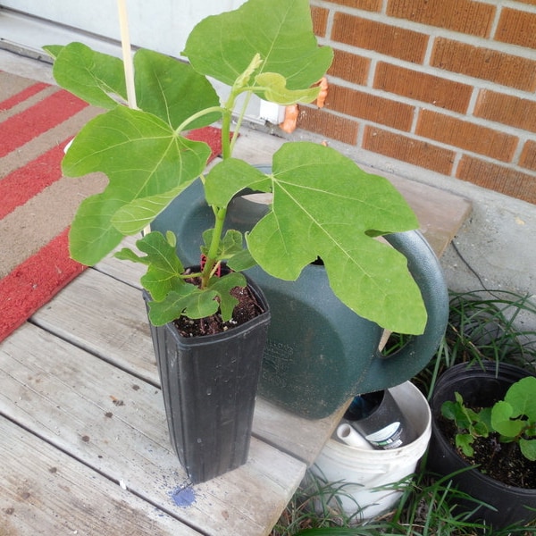 Fig Trees for Sale, Multiple Varieties Available. Well Rooted in Deep 4 ...