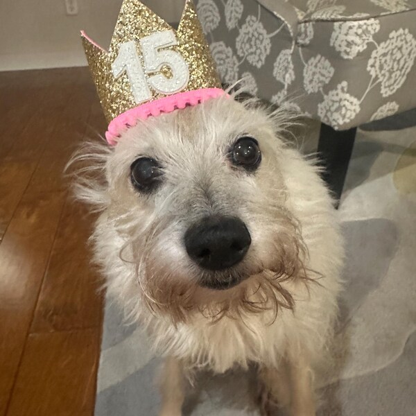 Pet Party Hat Mini Cat Birthday Party Hat Mini Cat Party Hat Dog ...