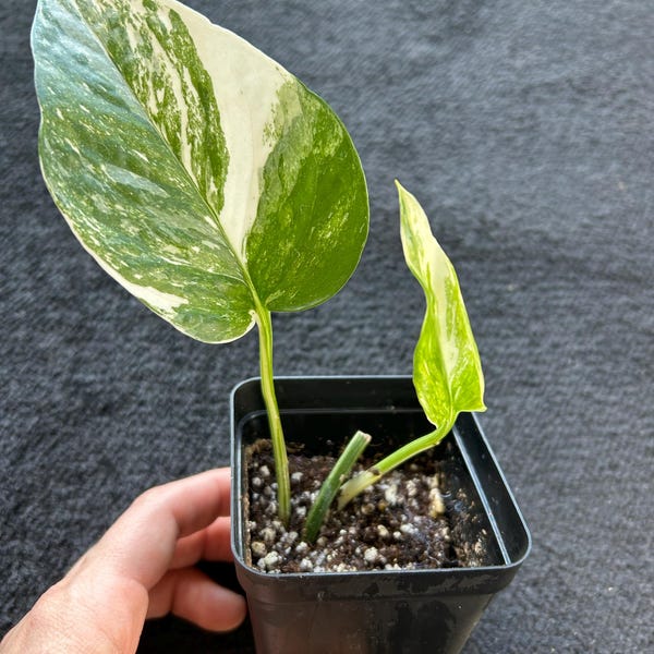 Epipremnum 'colorado Constellation' Rare Pothos - Etsy
