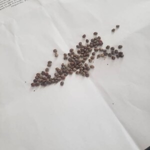 Rhododendron Ferrugineum Dwarf Alpenrose Snow-rose 20 Seeds - Etsy