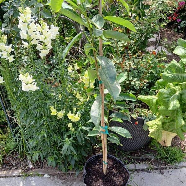 Flanders Fig - Live Plant 2ft Tall Ship in 6” Pot - Etsy