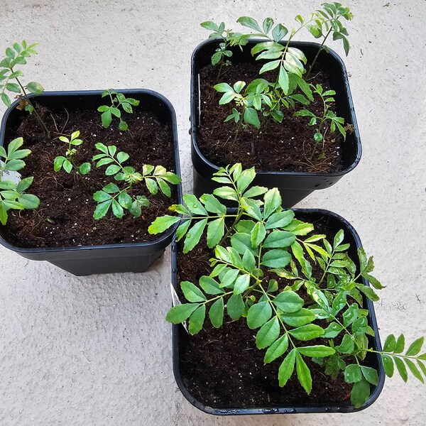 Kalanchoe Pinata Bryophyllum Pinnatum Miracle Leaf Leaf of Life 만손초 ...