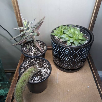 Assorted Succulent Set in 2 Pots Succulent Plant - Etsy