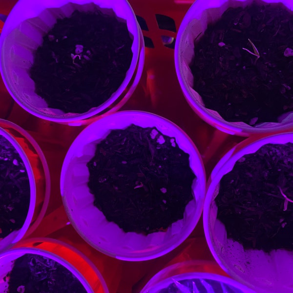 Guajillo Pepper Seeds - Etsy