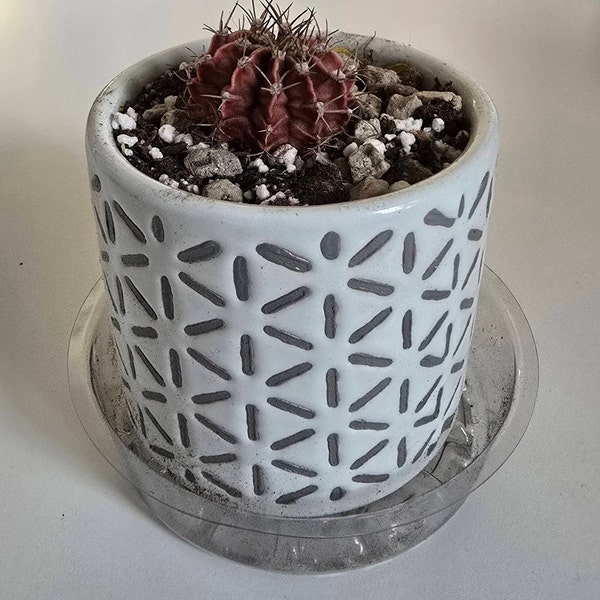 Mammillaria Plumosa Feather Cactus, White Furry Cactus Rare Cactus in 6 ...