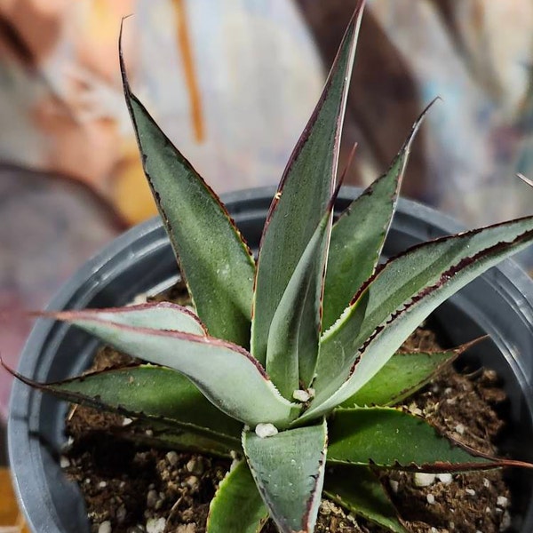 Blue Glow Agave | 4 Inch | Live Agave Plant | Cactus | Indoor Plant | House Plant - Etsy