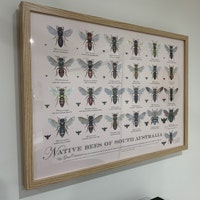 Native Bees of Western Australia Poster - Etsy Australia