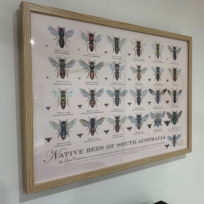 Native Bees of Tasmania Poster - Etsy Australia