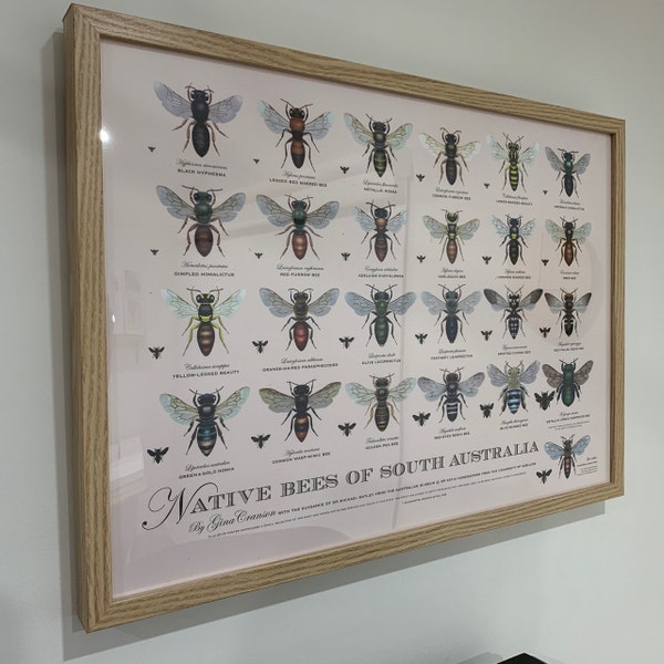Native Bees of Queensland Poster third Edition - Etsy Australia