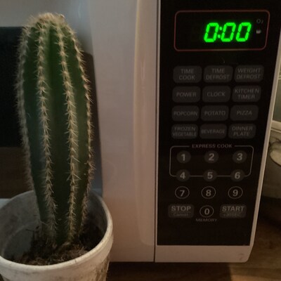 Aloe Divaricata Diablo mr. Toothy Aloe Brilliant Red Teeth - Etsy