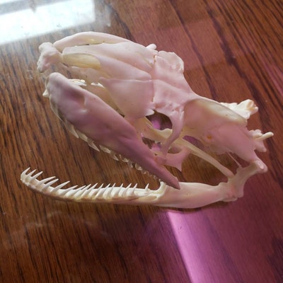 Real Frogfish Skeleton, Anglerfish, Antennariidae, Fish Taxidermy ...