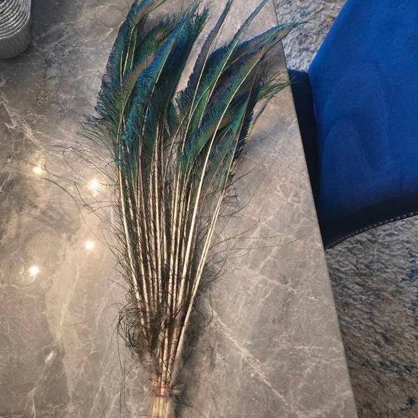 PEACOCK SWORDS Natural Feathers 10"-35" in Many Sizes for Halloween ...