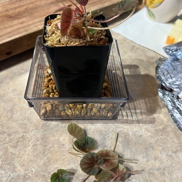 Sedum Multiceps / Miniature Joshua Tree old Trunk - Etsy