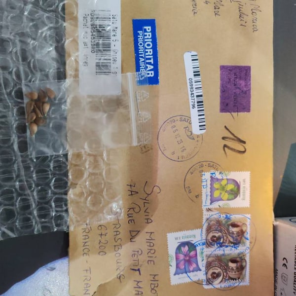 The Pink Koshu Grapes of Japan (yamanashi ) > 7 Fresh Seeds , Already ...