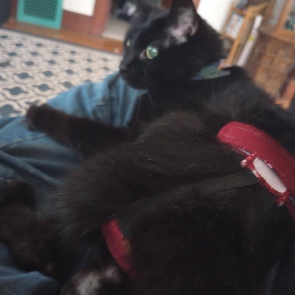 Cat Belly Band: Special Needs, Incontinence, Spraying, Marking ...