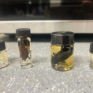 Wet Specimens REAL Mixed Lot of Assorted Specimens in Vials Collection ...