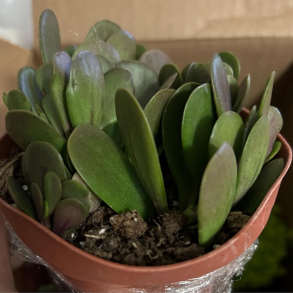 Weeping Jade, Trailing Jade, Variegated Succulent, Home Decor Plant ...