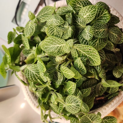 White Fittonia 6 From California Tropicals - Etsy