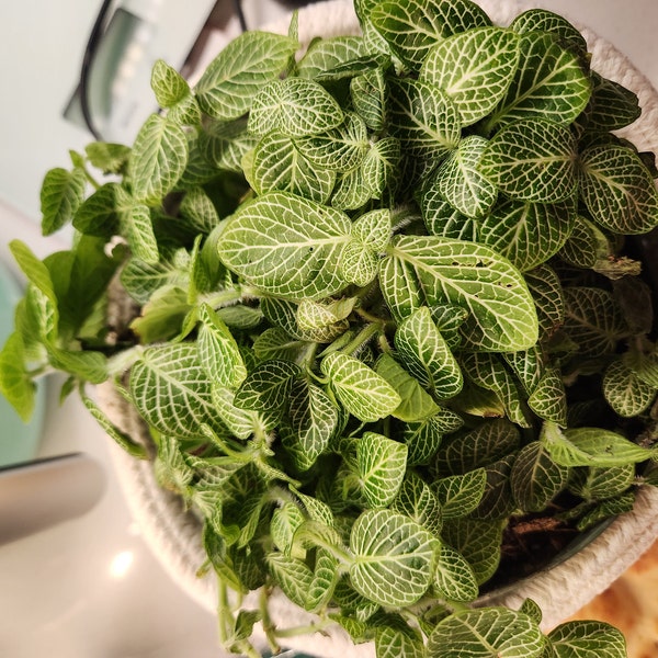 White Fittonia 6 From California Tropicals - Etsy