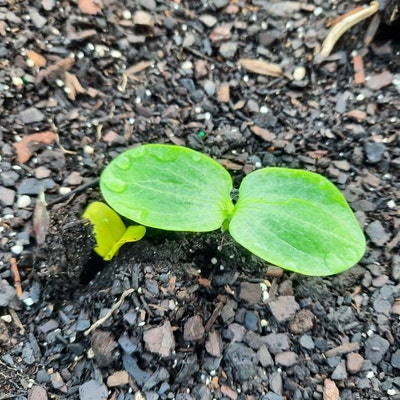 Heirloomsupplysuccess GIANT / EXTRA LARGE Heirloom Fava Beans - Etsy