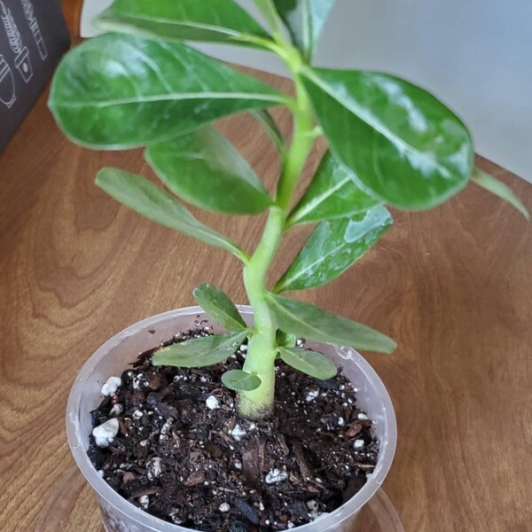 Desert Rose Picotee Adenium Obesum Starter Plant - Flowering Plant ...