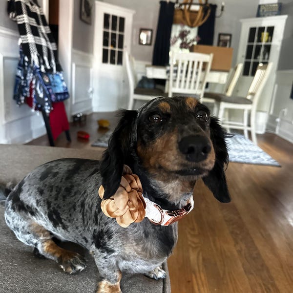 White Ivory Lace Bridal Dog Ring Bearer Collar & Leash Set,detachable ...