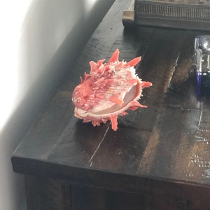 Imperial Volute Conch Shell Horn Spikes Unique Large Display | Etsy