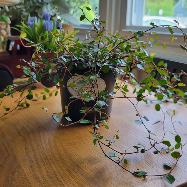 Creeping Wire Vine, Angelvine, Muehlenbeckia Complexa, Draping Tiny ...