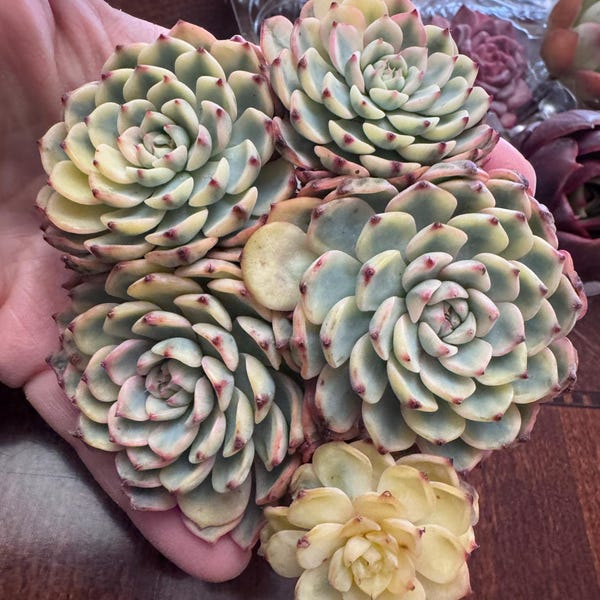 Mix Rare Live Succulent Plants Advanced Level Blind Box, 2-3.5 Random ...