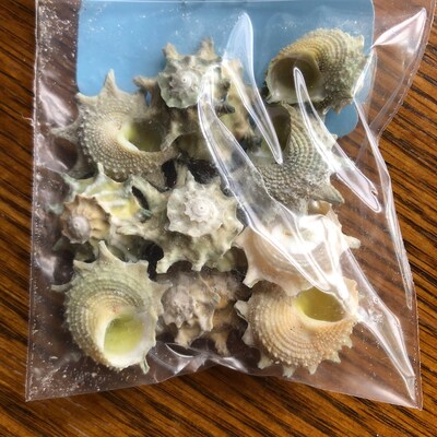 Astraea Calcar Shells, Spurred Turban Shells 1/2 1 10 Pieces - Etsy