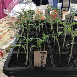 Salal Berry / Gaultheria Shallon 30 Seeds - Etsy