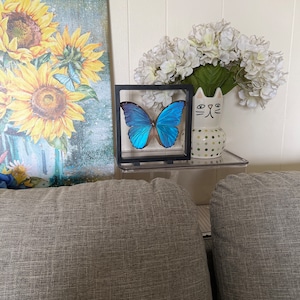 The Amber Phantom Clearwing Butterfly Haetera Piera Mounted - Etsy